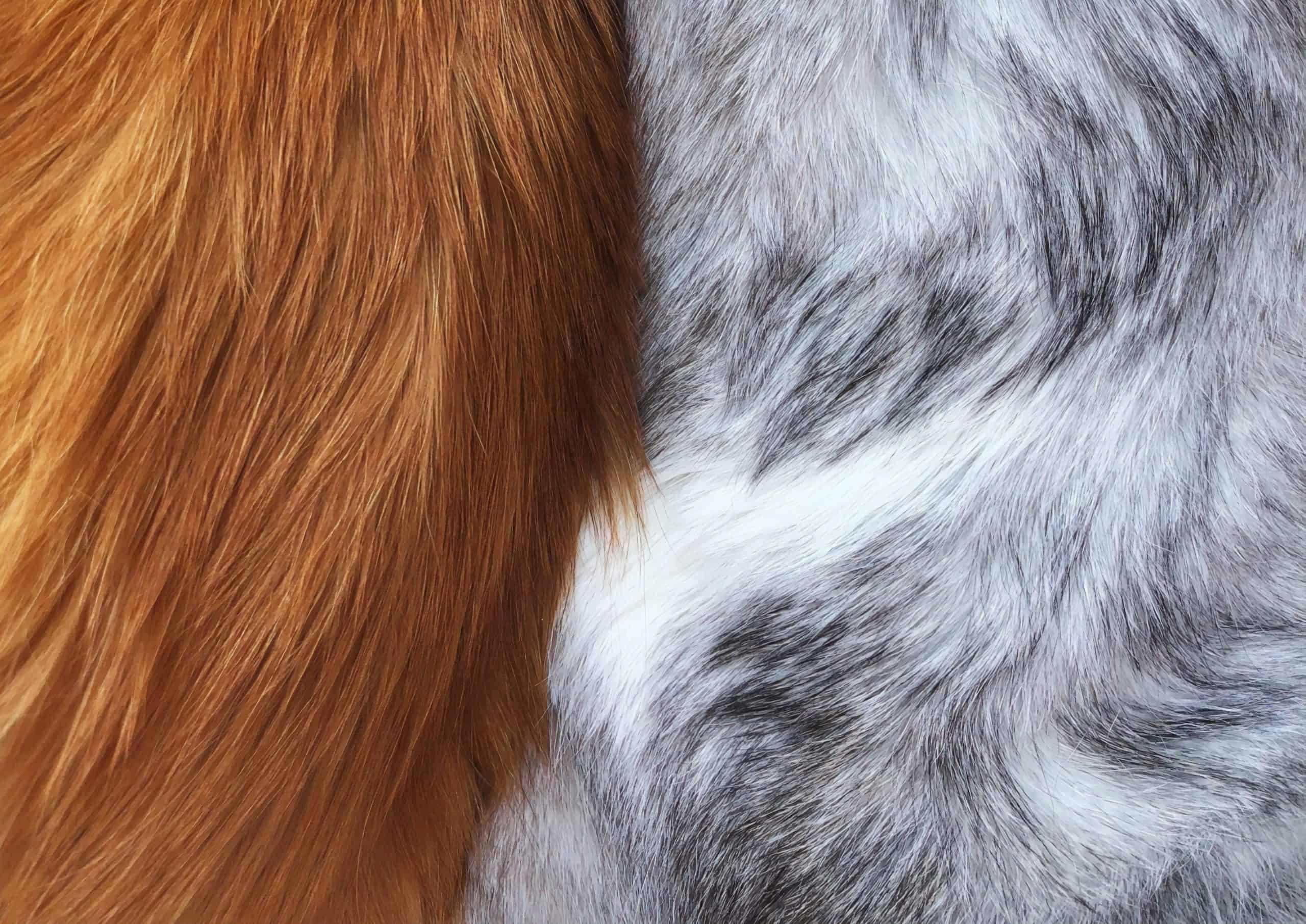 Hoe krijgt mijn hond een glanzende en gezonde vacht? - BuddyBites