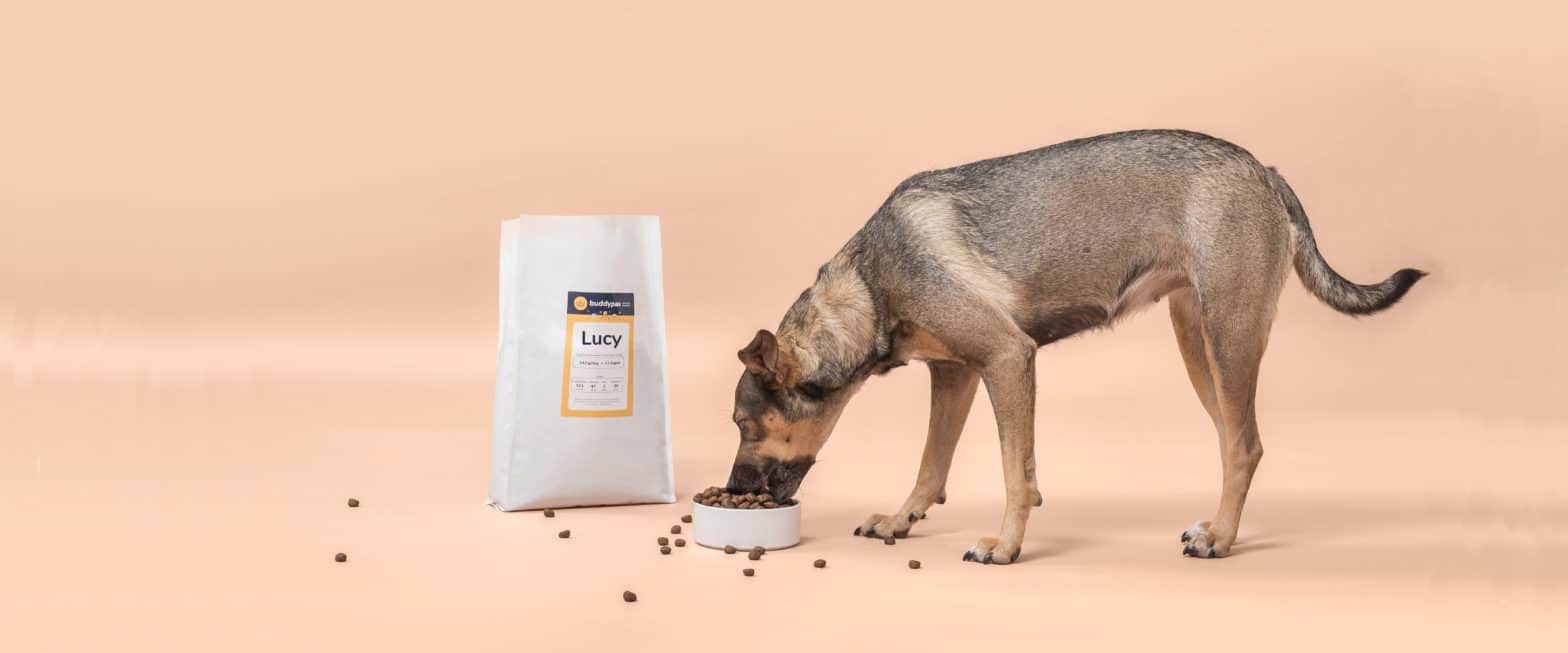Hondenvoeding voor gecastreerde en gesteriliseerde honden | BuddyBites